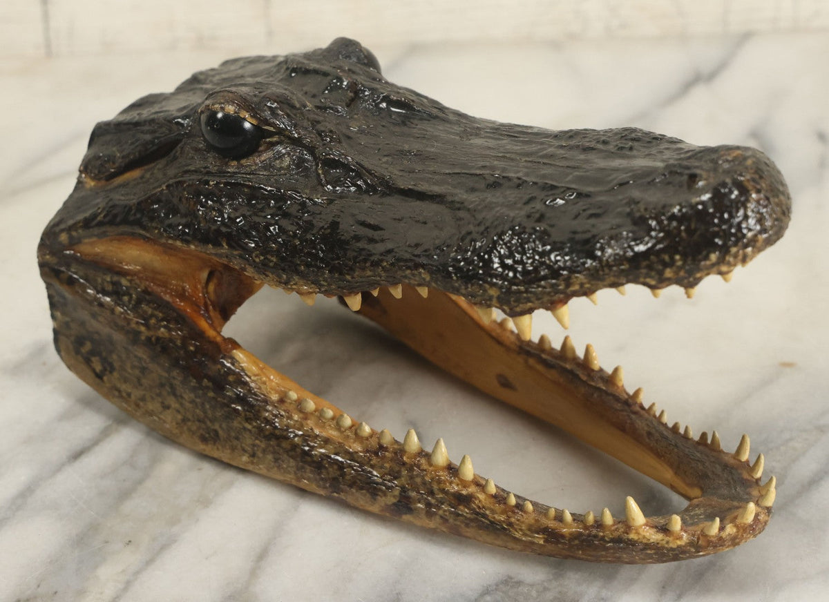 Lot 009 - Vintage Alligator Head Taxidermy, Medium Size – Granite Union ...